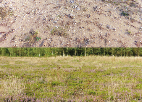 Soil inoculation works! | Netherlands Institute of Ecology (NIOO-KNAW)