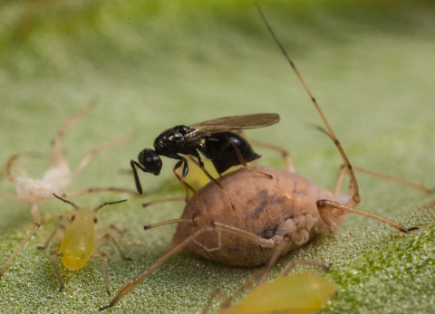 Hyperparasitoids and how to stop them | Netherlands Institute of ...