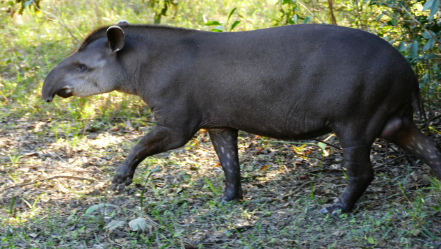 Large herbivores can bend the curve of biodiversity loss in tropical ...