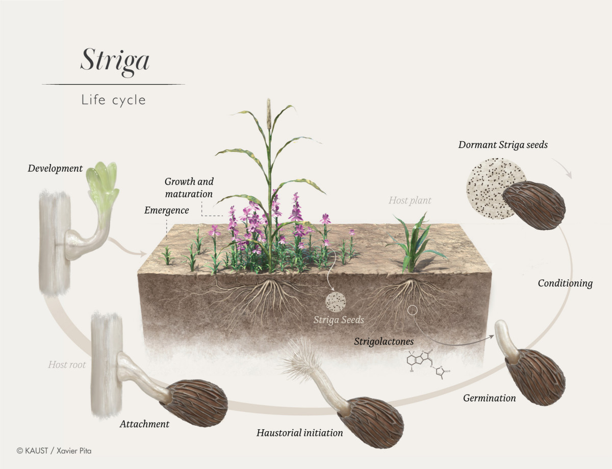 Follow-up funding for microbial fight against parasitic weed in Africa ...