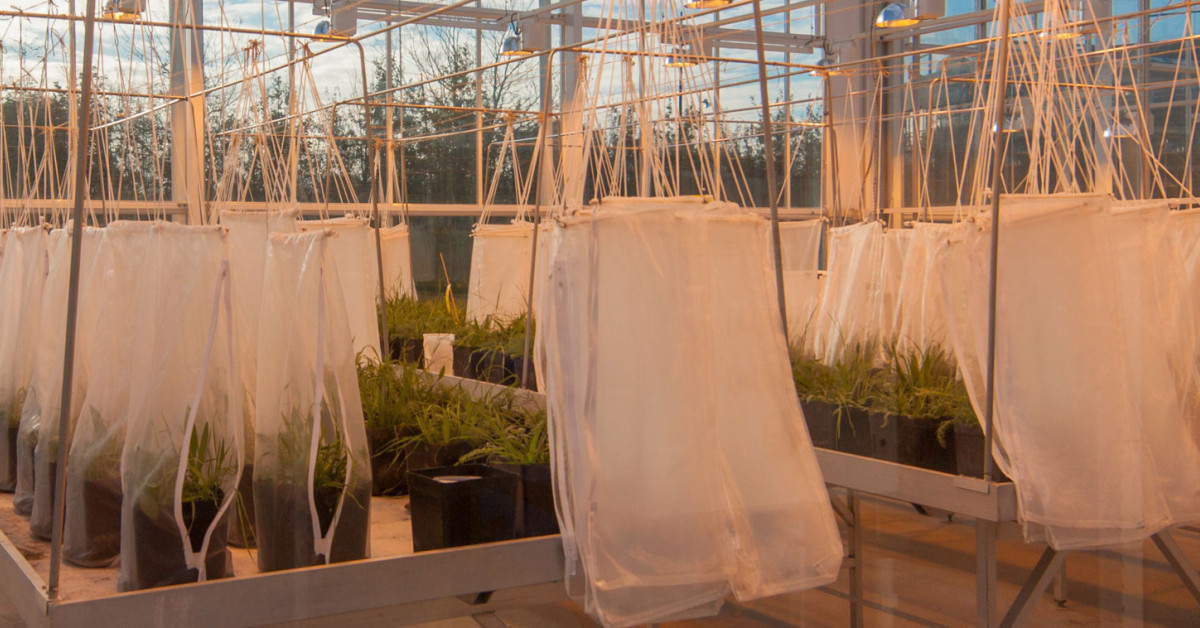 Using beneficial microbes to enhance direct and indirect plant defense ...