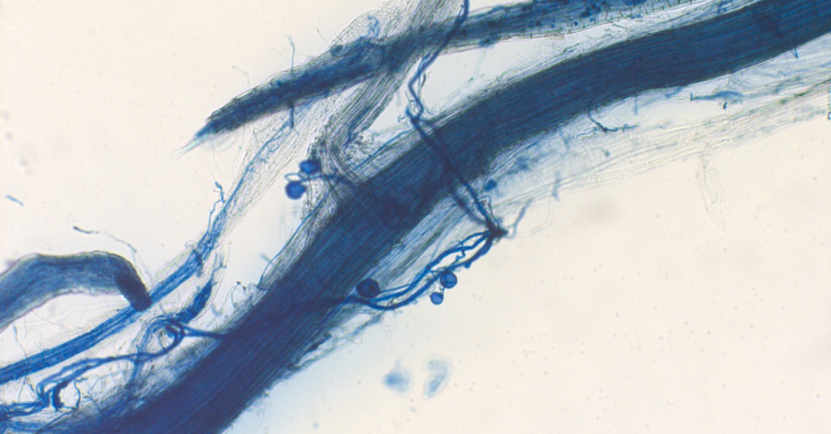 Microbial Farming to increase plant productivity | Netherlands ...