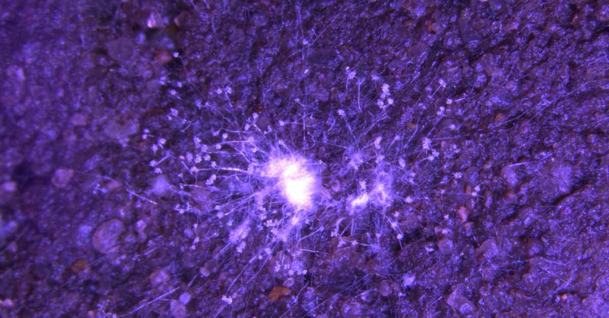 Sapro Feed Increasing Crop Health By Stimulating Saprotrophic Fungi Netherlands Institute Of