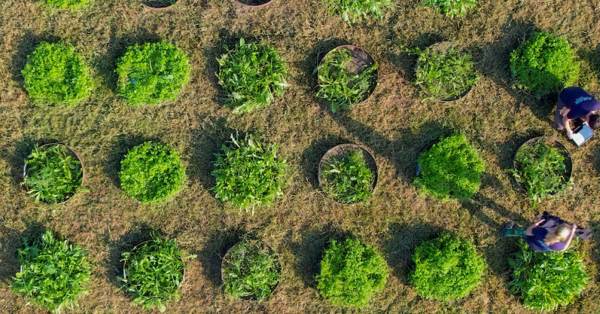 Biodiversity | Netherlands Institute of Ecology (NIOO-KNAW)