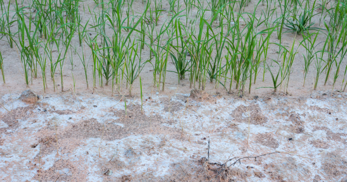 Succession of microbial functions in degraded saline soil restoration ...