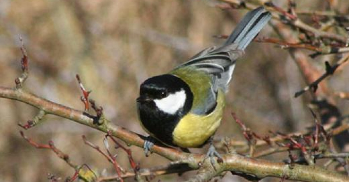 Brutale koolmezen zijn betere sociale netwerkers | Nederlands Instituut ...