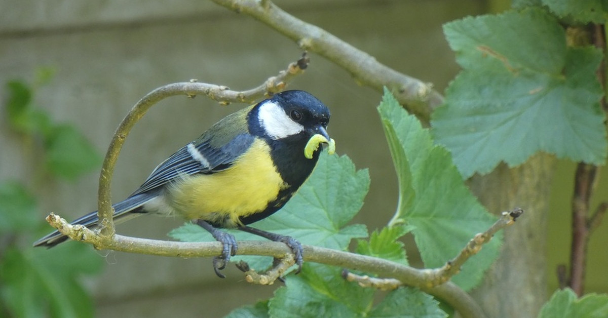 What makes innovative animals innovative? | Netherlands Institute of ...