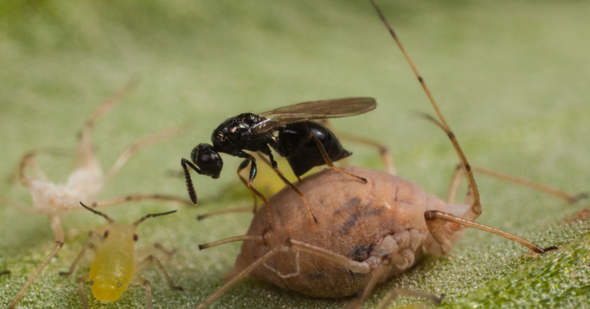 Hyperparasitoids and how to stop them | Netherlands Institute of ...