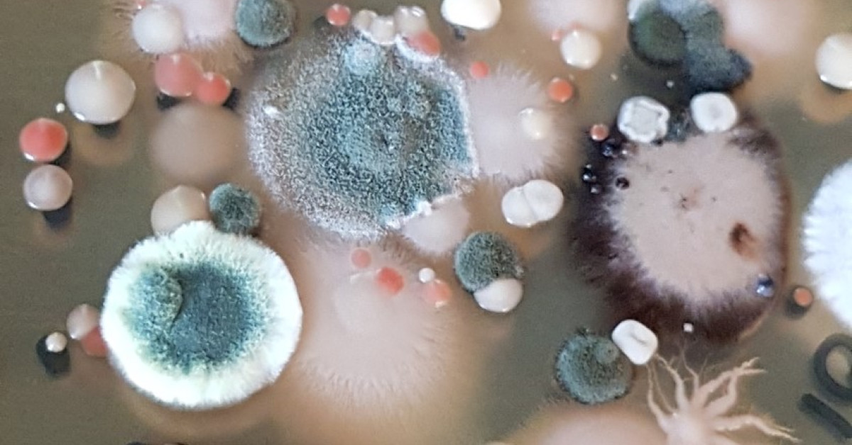 Matrix - Diversity and functions of the phyllosphere microbiome ...