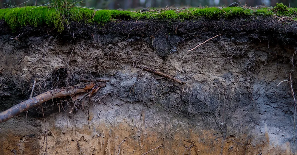 Soil multifunctionality: from biodiversity associations to ...