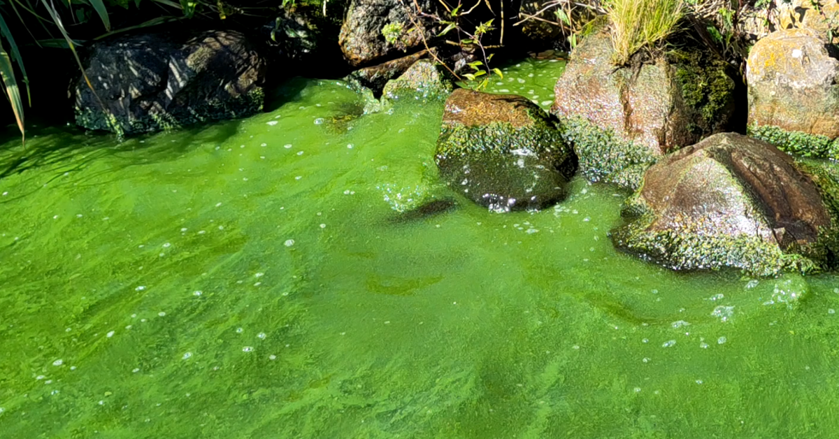 Climate change impacts on harmful algal blooms | Netherlands Institute ...