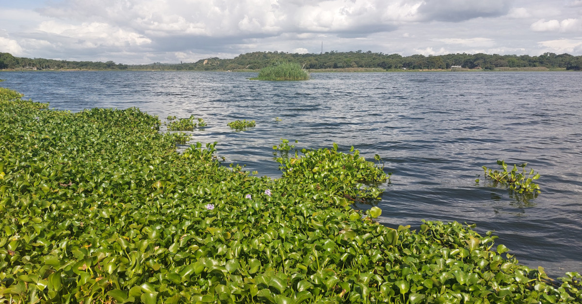 Water hyacinths: use them or lose them? | Netherlands Institute of Ecology (NIOO-KNAW)