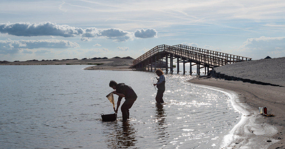 Rewilding wetlands | Netherlands Institute of Ecology (NIOO-KNAW)