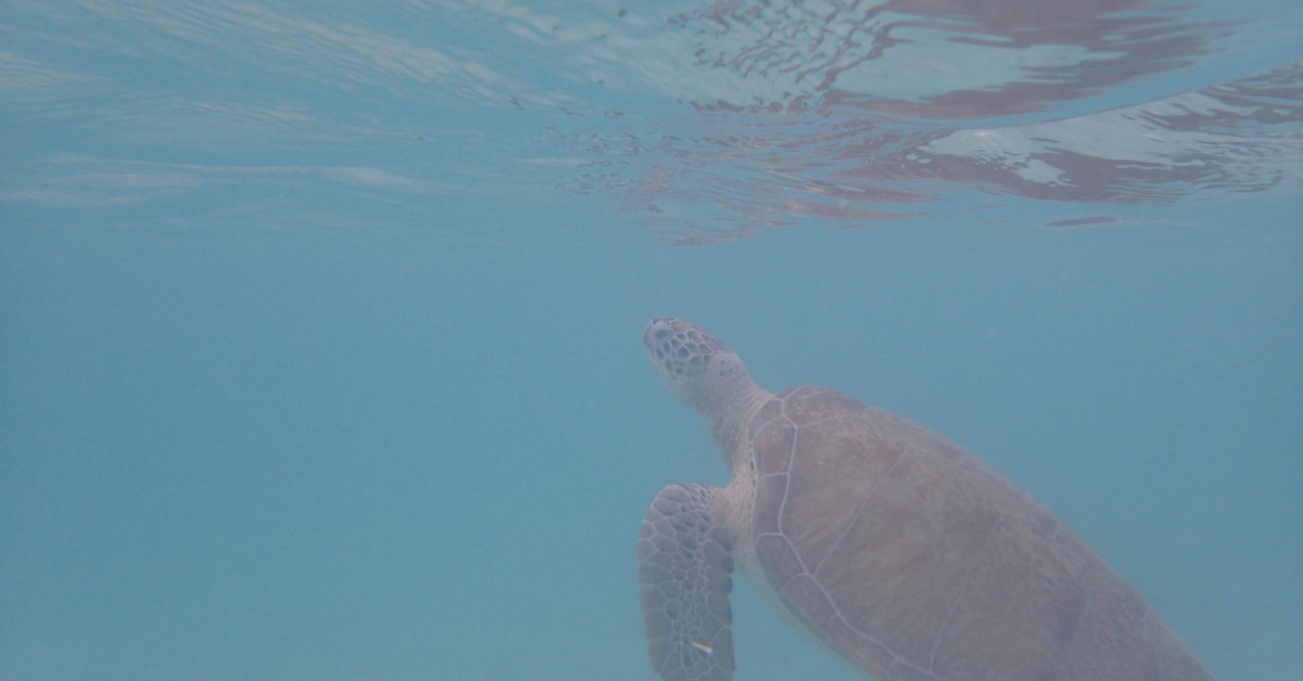Herbivores shape the seascape | Netherlands Institute of Ecology (NIOO ...